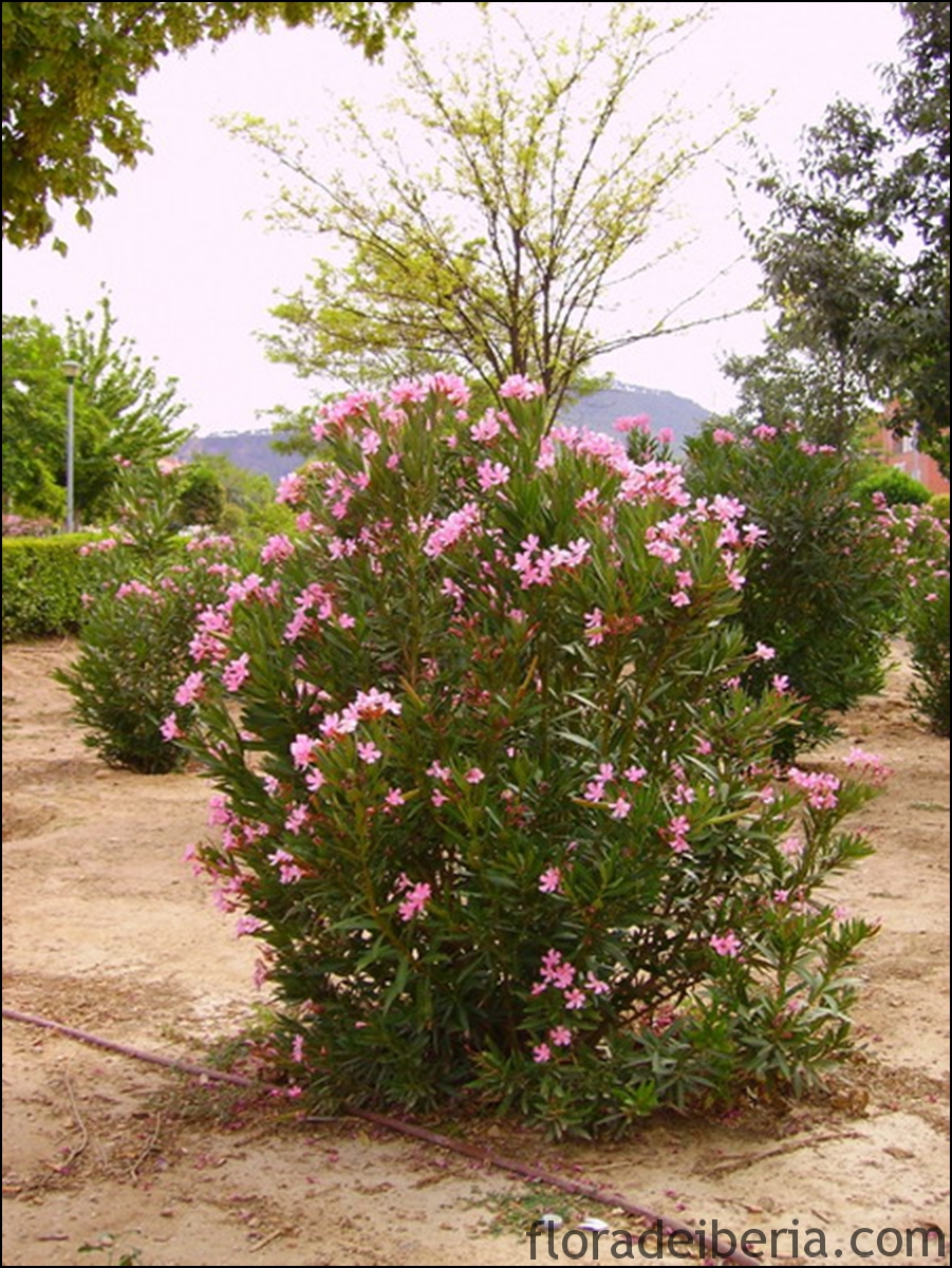 "Nerium oleander" (Adelfa, baladre)
